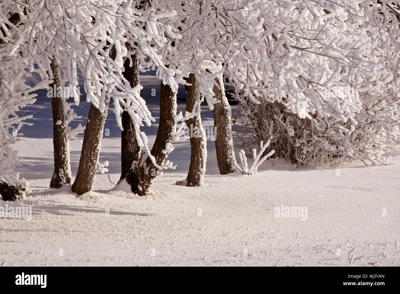 Scenic Saskatchewan winter Stock Photo - Alamy