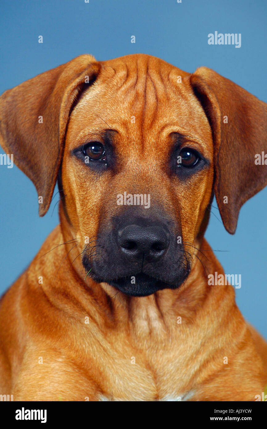 Rhodesian ridgeback face hi-res stock photography and images - Alamy