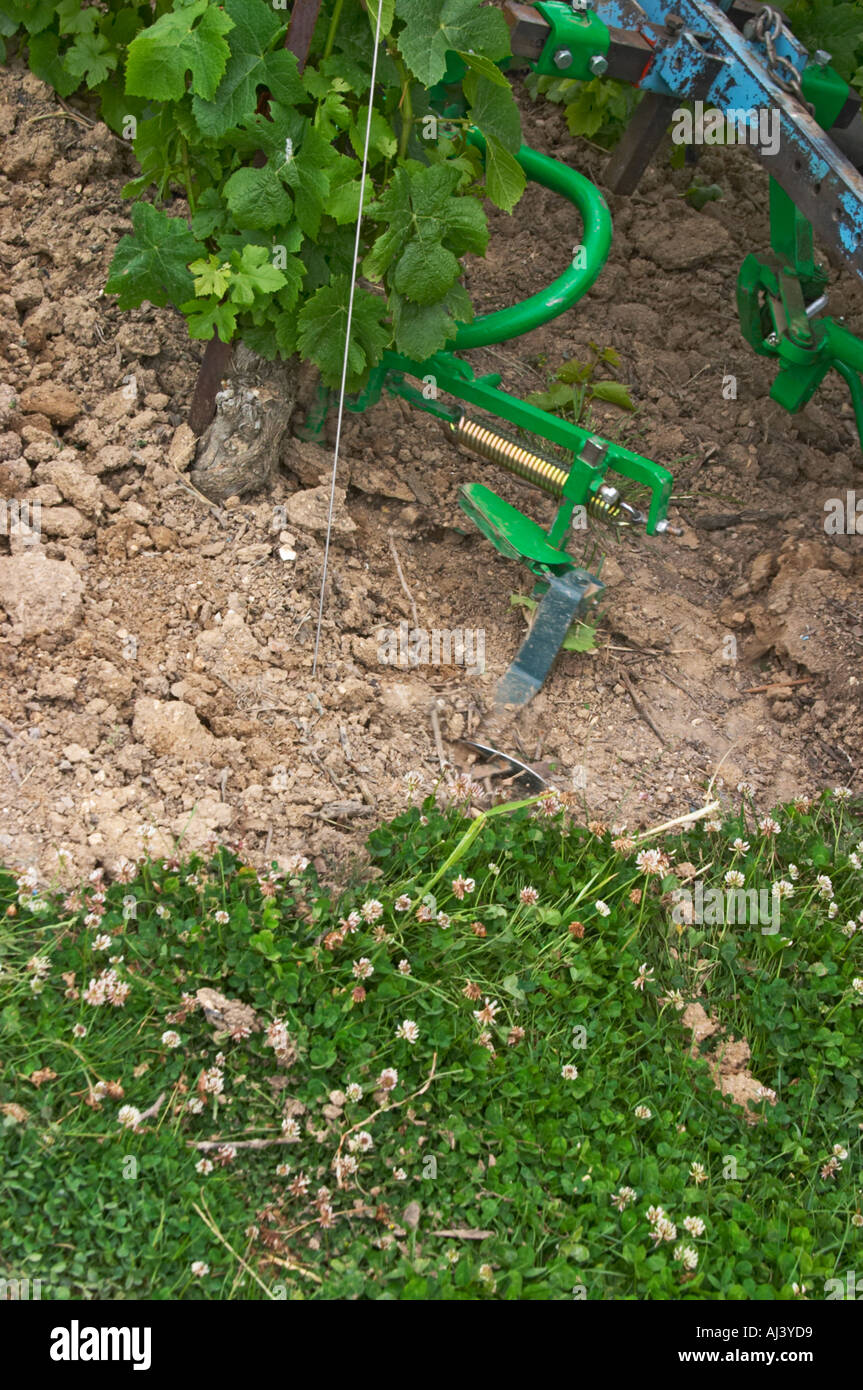 A vineyard tractor equipped with knifes to mechanically cut off remove ...