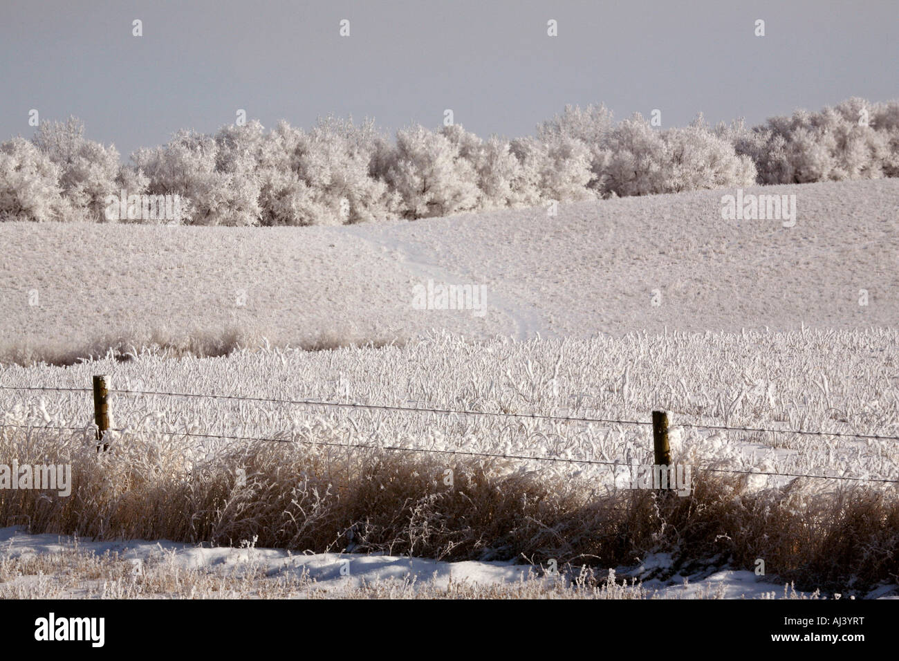 Saskatchewan winter scene Stock Photo - Alamy