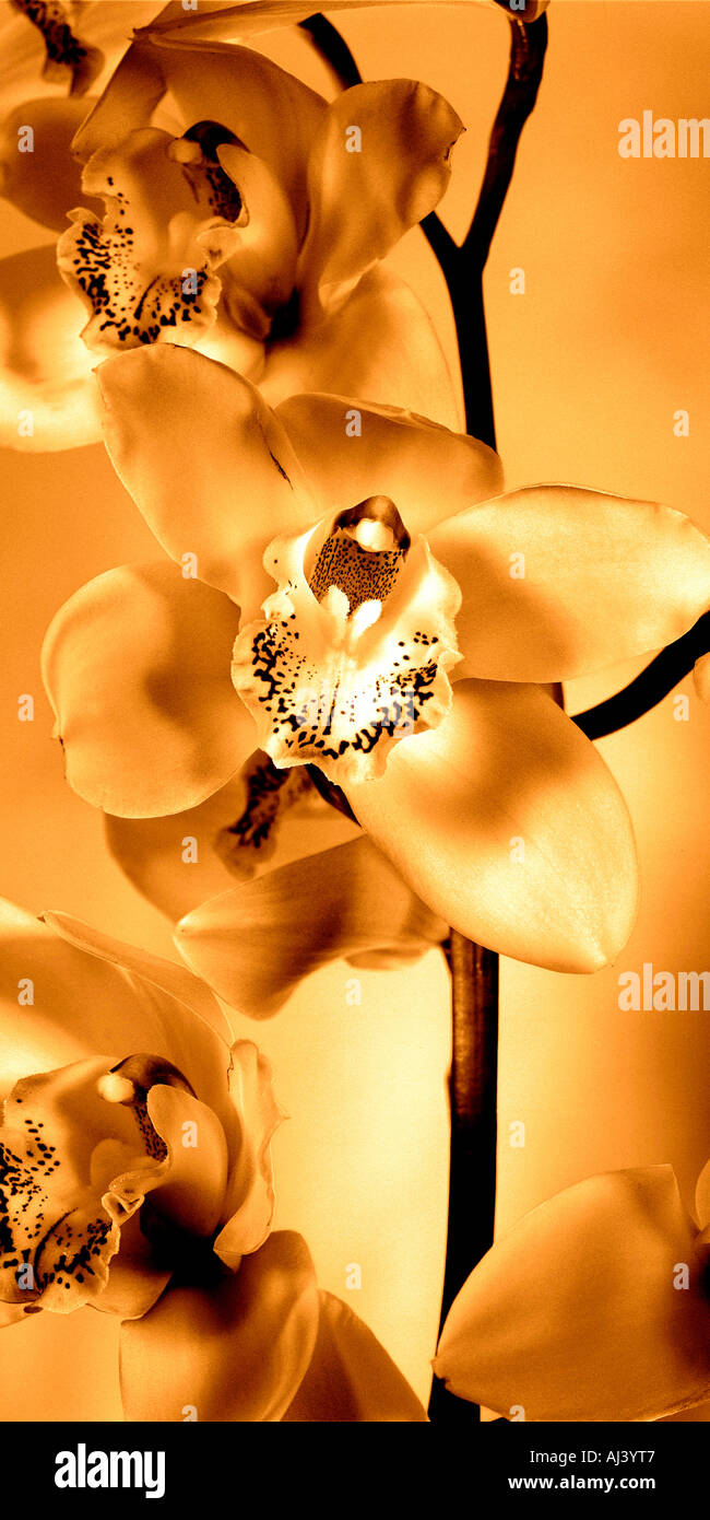 Sepia Fine Art Flower Stock Photos & Sepia Fine Art Flower Stock Images ...