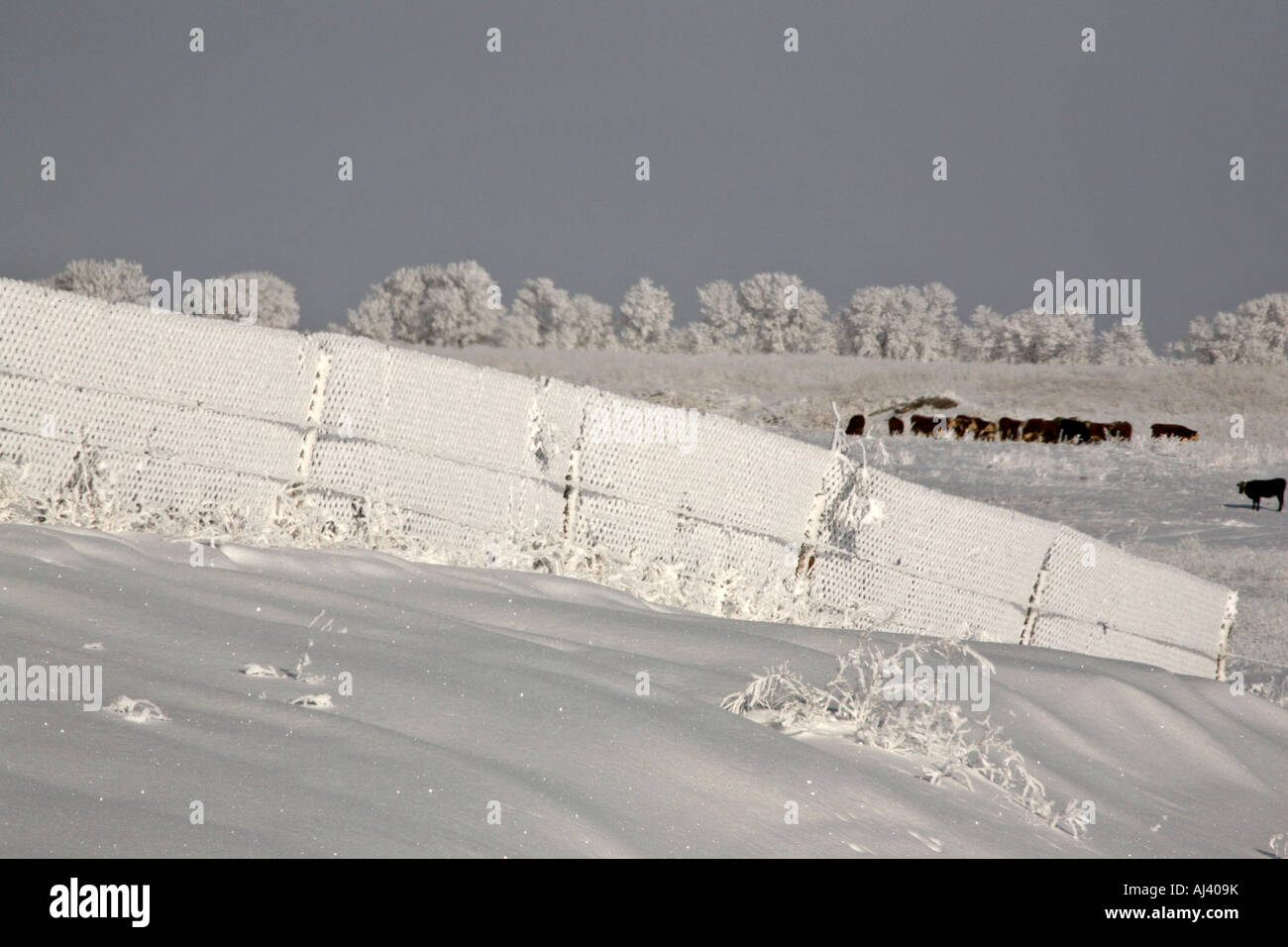 Saskatchewan winter scene Stock Photo - Alamy