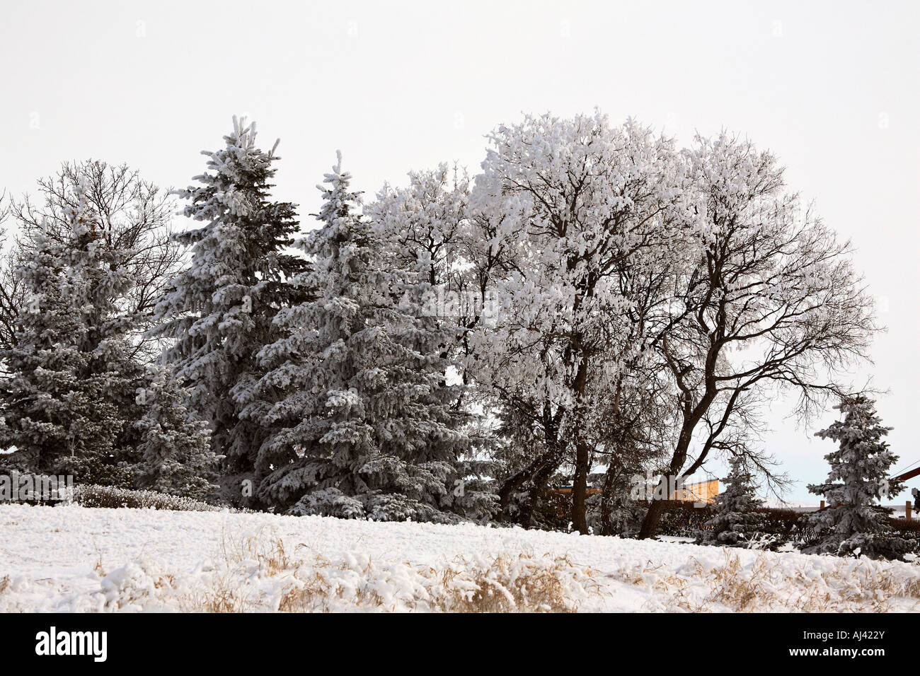 Saskatchewan winter scene Stock Photo - Alamy