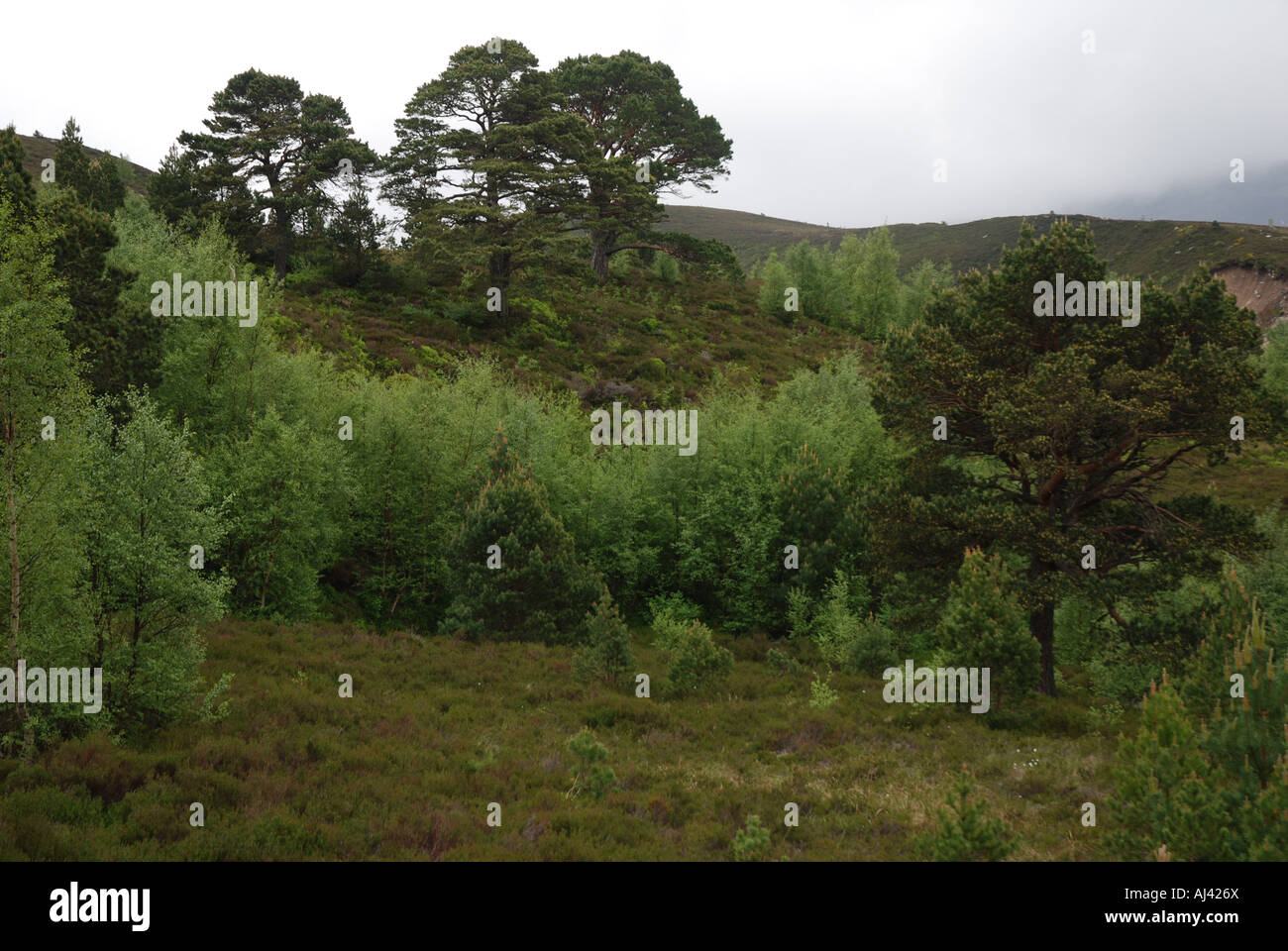 Cairngorm National Park vegetation Highland Scotland Stock Photo - Alamy