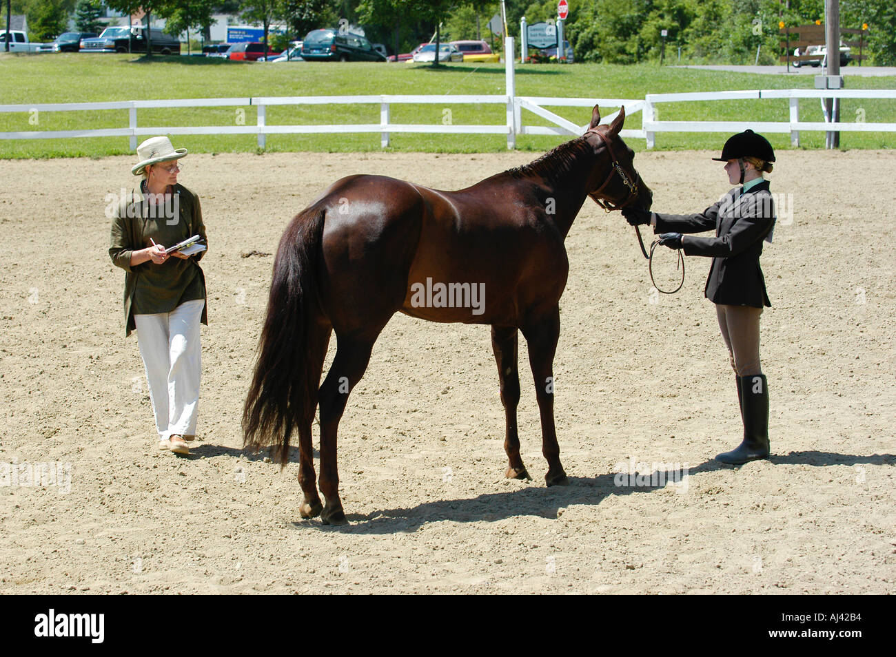 Teen Female Competes in 4H Fair equestrian Horse Show Stock Photo - Alamy
