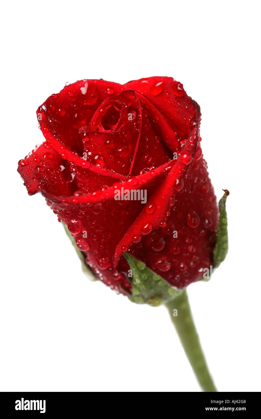 Red Rose with Water Droplets Stock Photo - Alamy