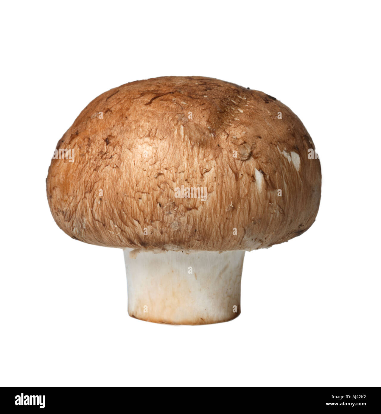 Single mushroom icon Cut Out Stock Images & Pictures - Alamy