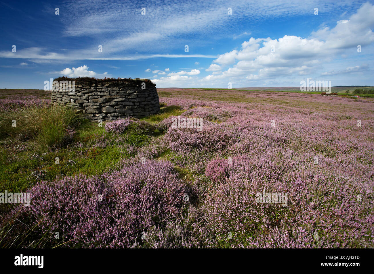 Grouse Butts Egton Moor North York Moors Yorkshire England Stock Photo ...