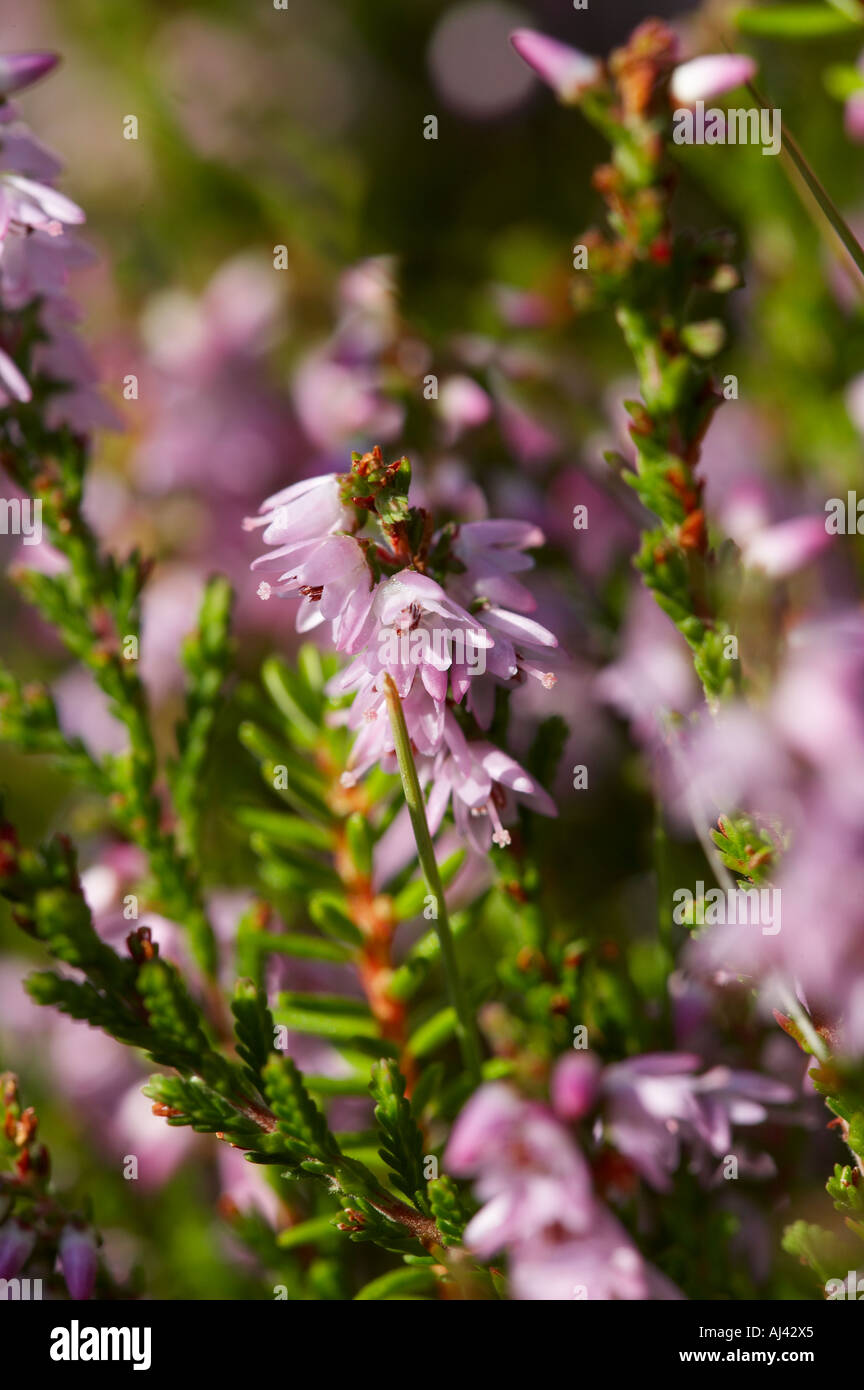 Wild Ling Heather North Yorkshire Moors England Stock Photo - Alamy