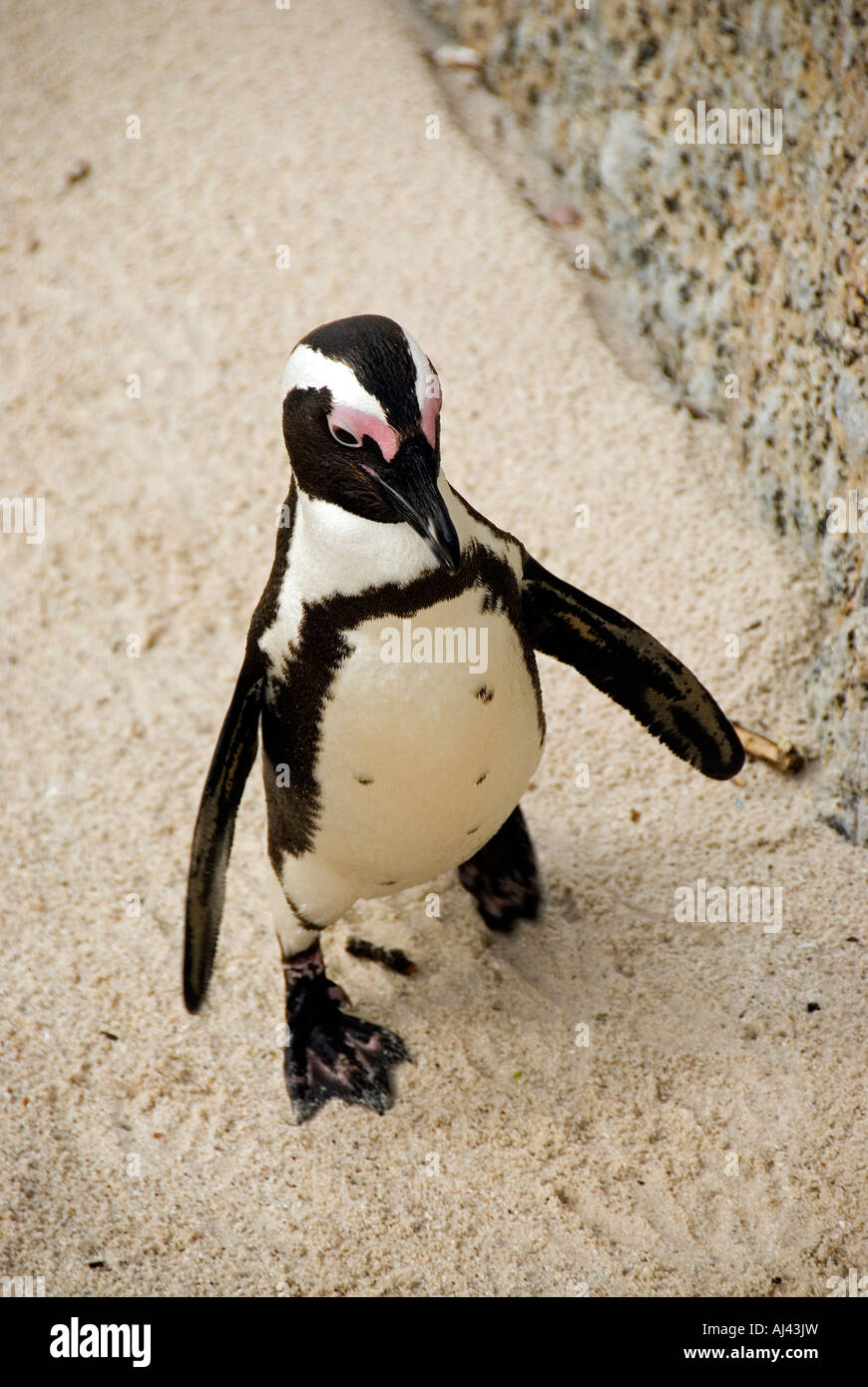 Endemic African penguin known as Jackass penguin Sphenicus demersis ...