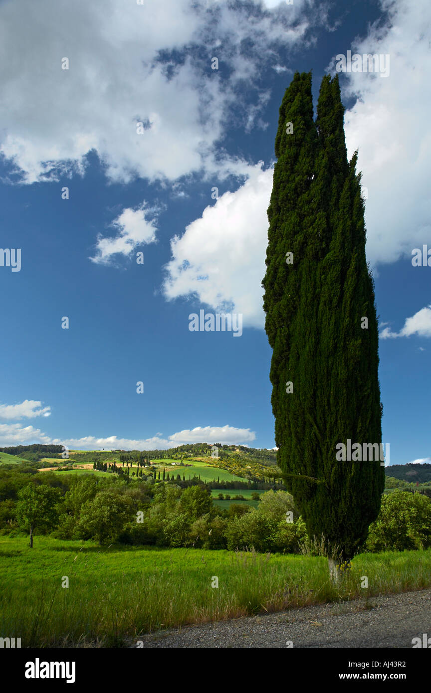 Single Cedar Countryside Val de Orcia near Pienza Tuscany Italy Stock ...