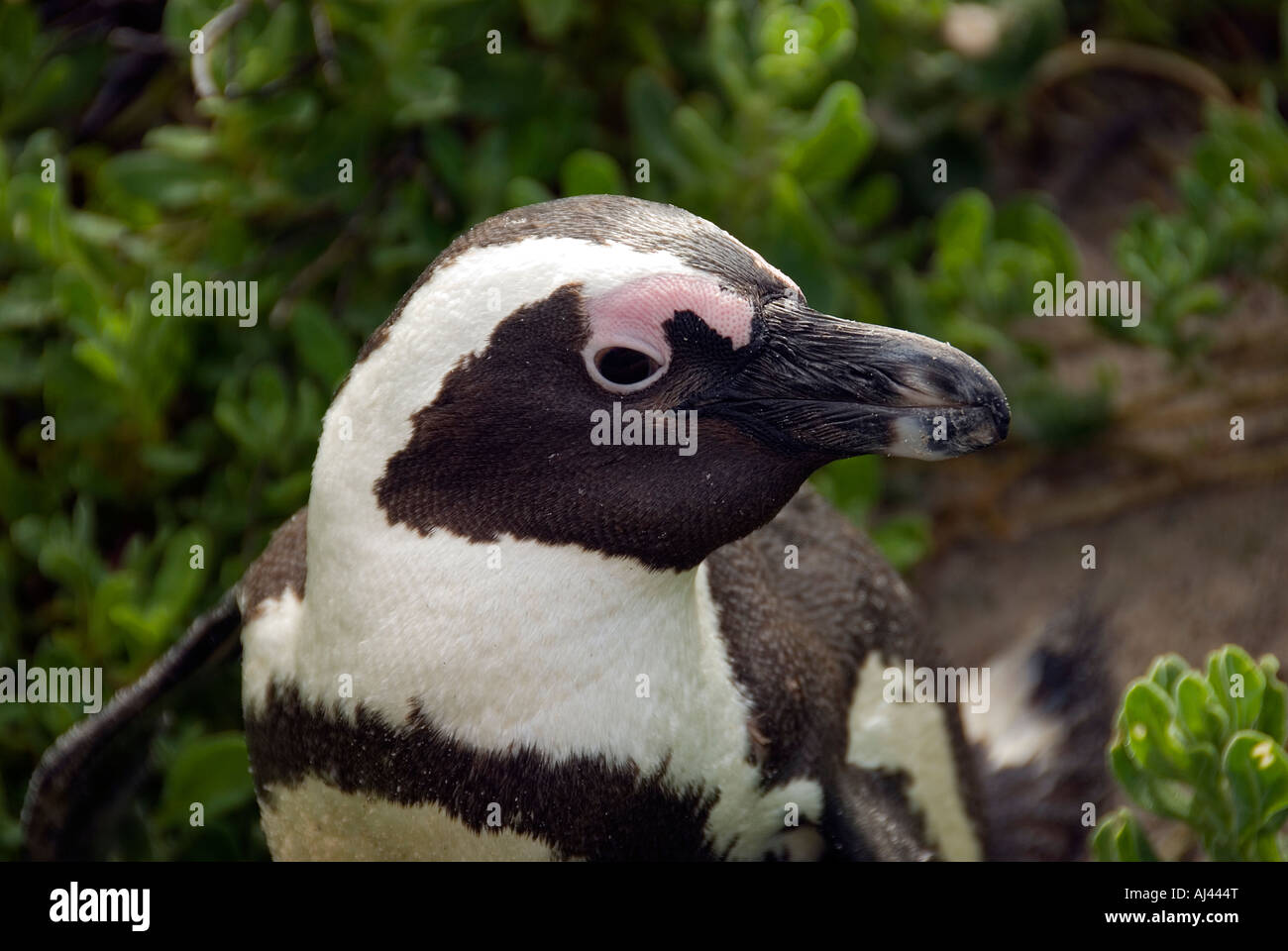 Endemic African penguin known as Jackass penguin Sphenicus demersis ...