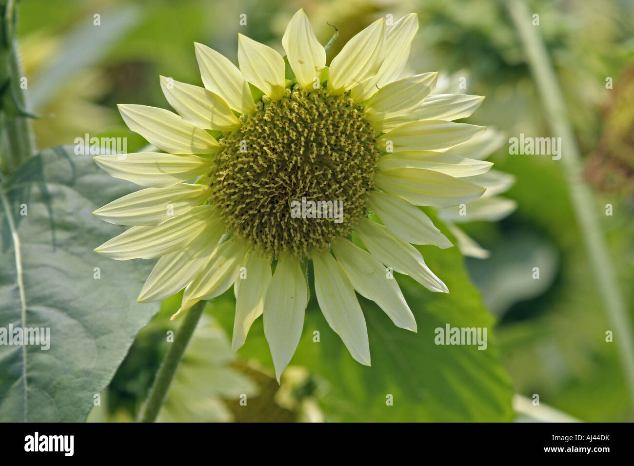The head of a Sunflower Stock Photo - Alamy