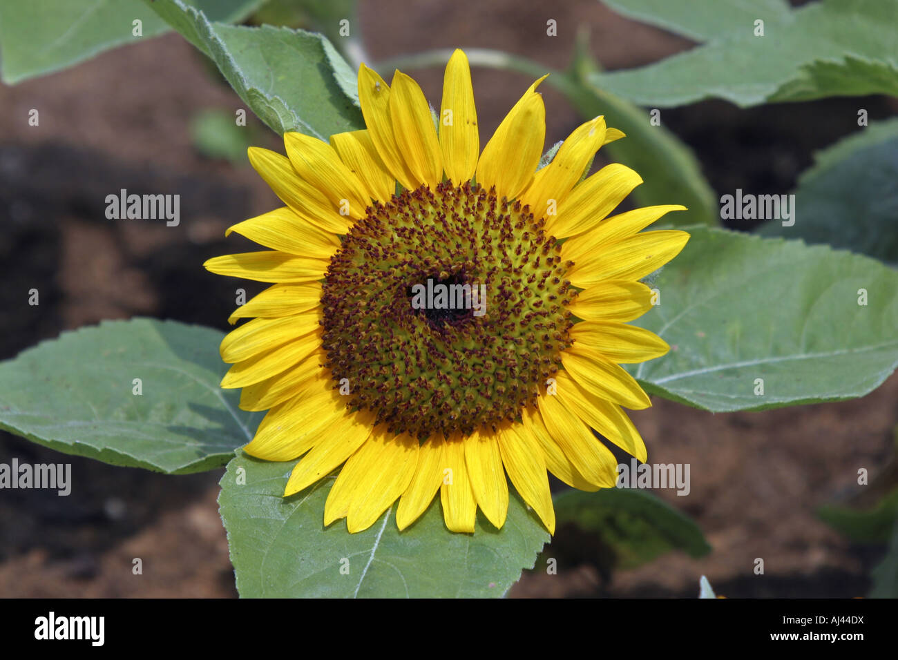 The head of a Sunflower Stock Photo - Alamy