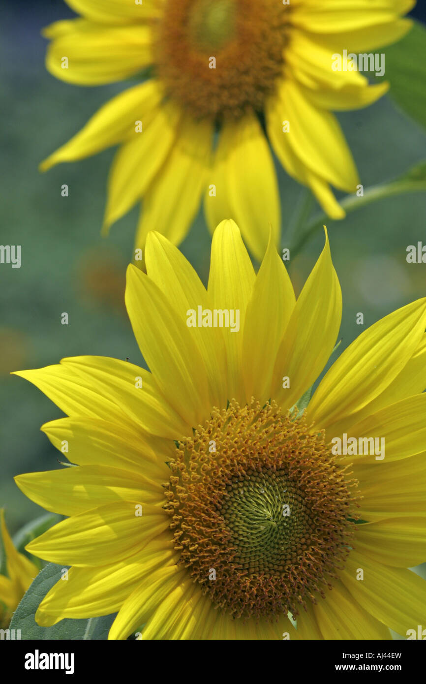 The head of a Sunflower Stock Photo - Alamy
