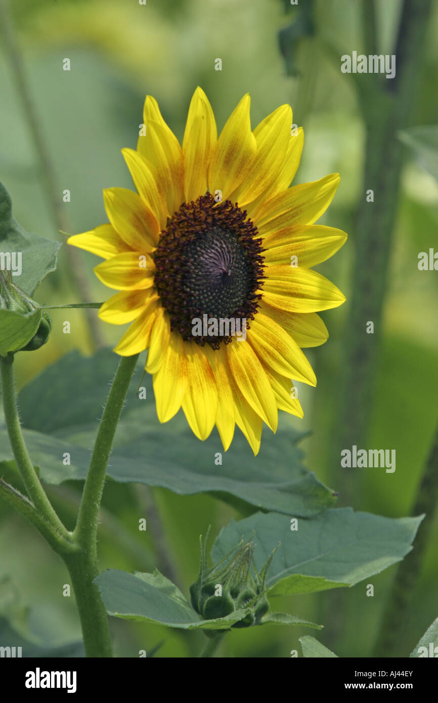 The head of a Sunflower Stock Photo - Alamy