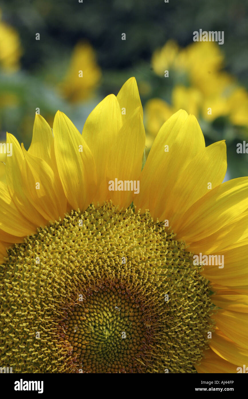 The head of a Sunflower Stock Photo - Alamy