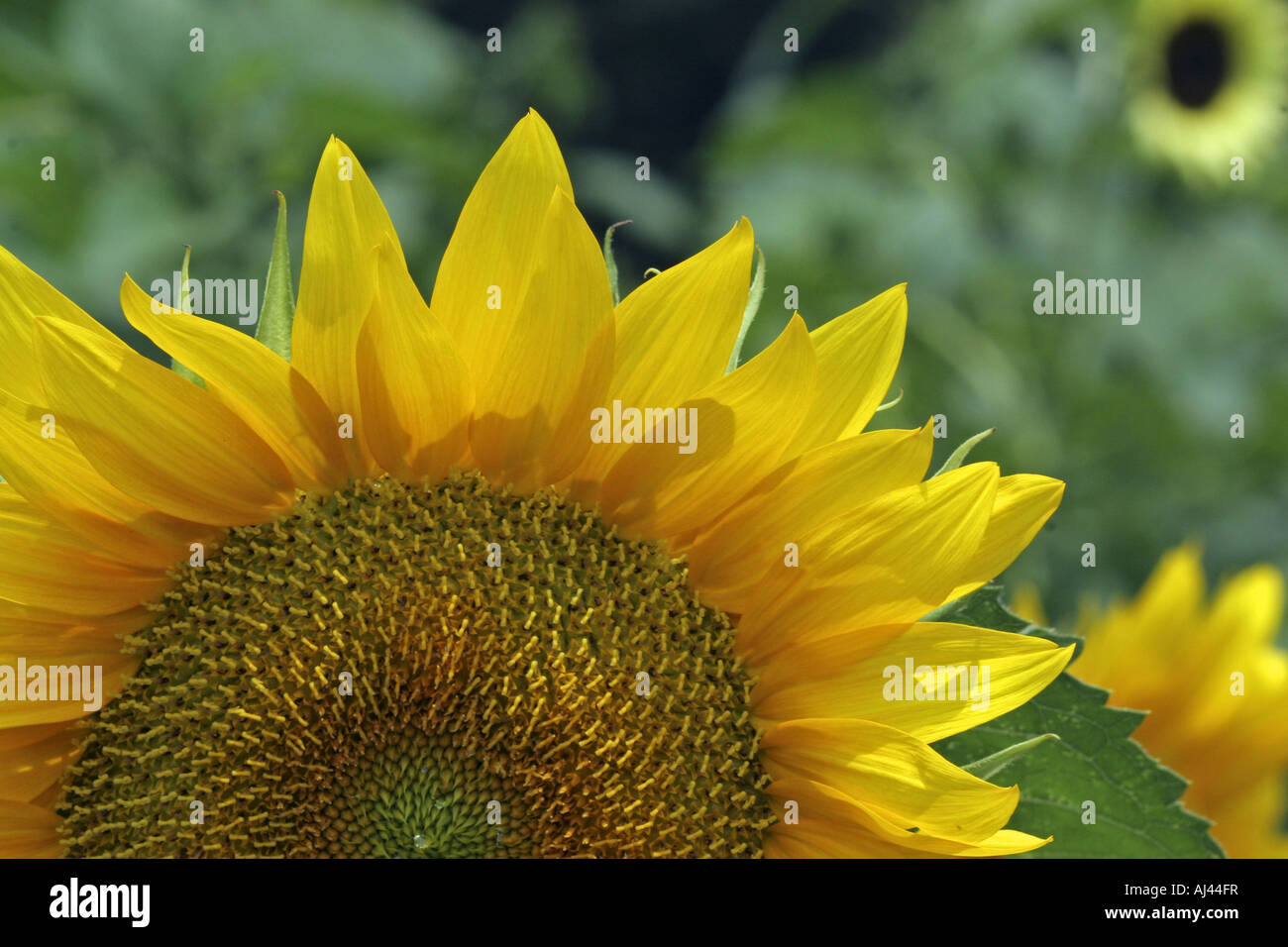 The head of a Sunflower Stock Photo - Alamy