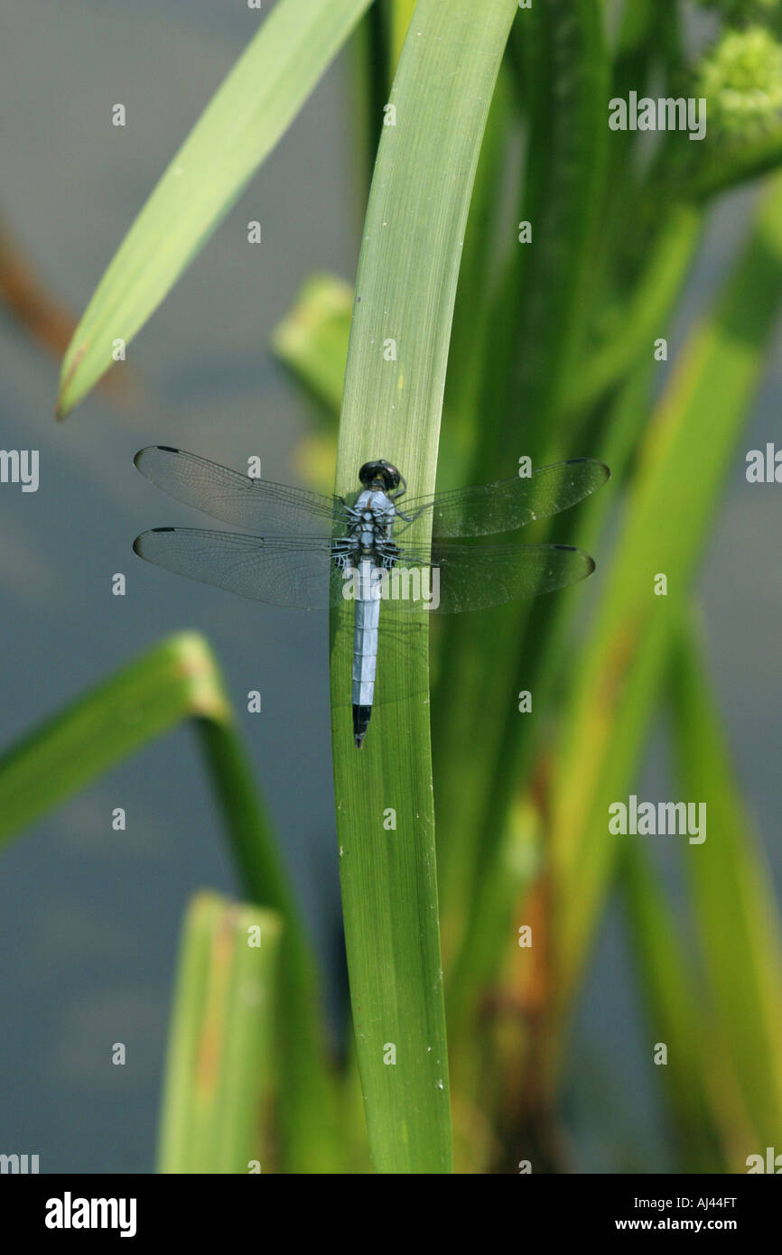 Dragonfly japan hi-res stock photography and images - Alamy