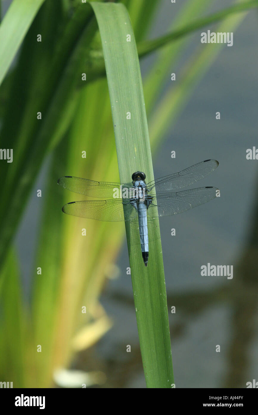 Dragonfly japan hi-res stock photography and images - Alamy