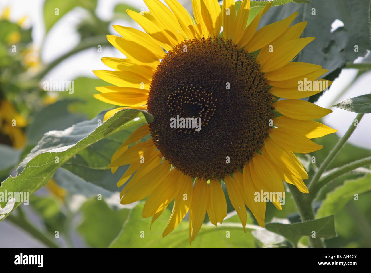 The head of a Sunflower Stock Photo - Alamy