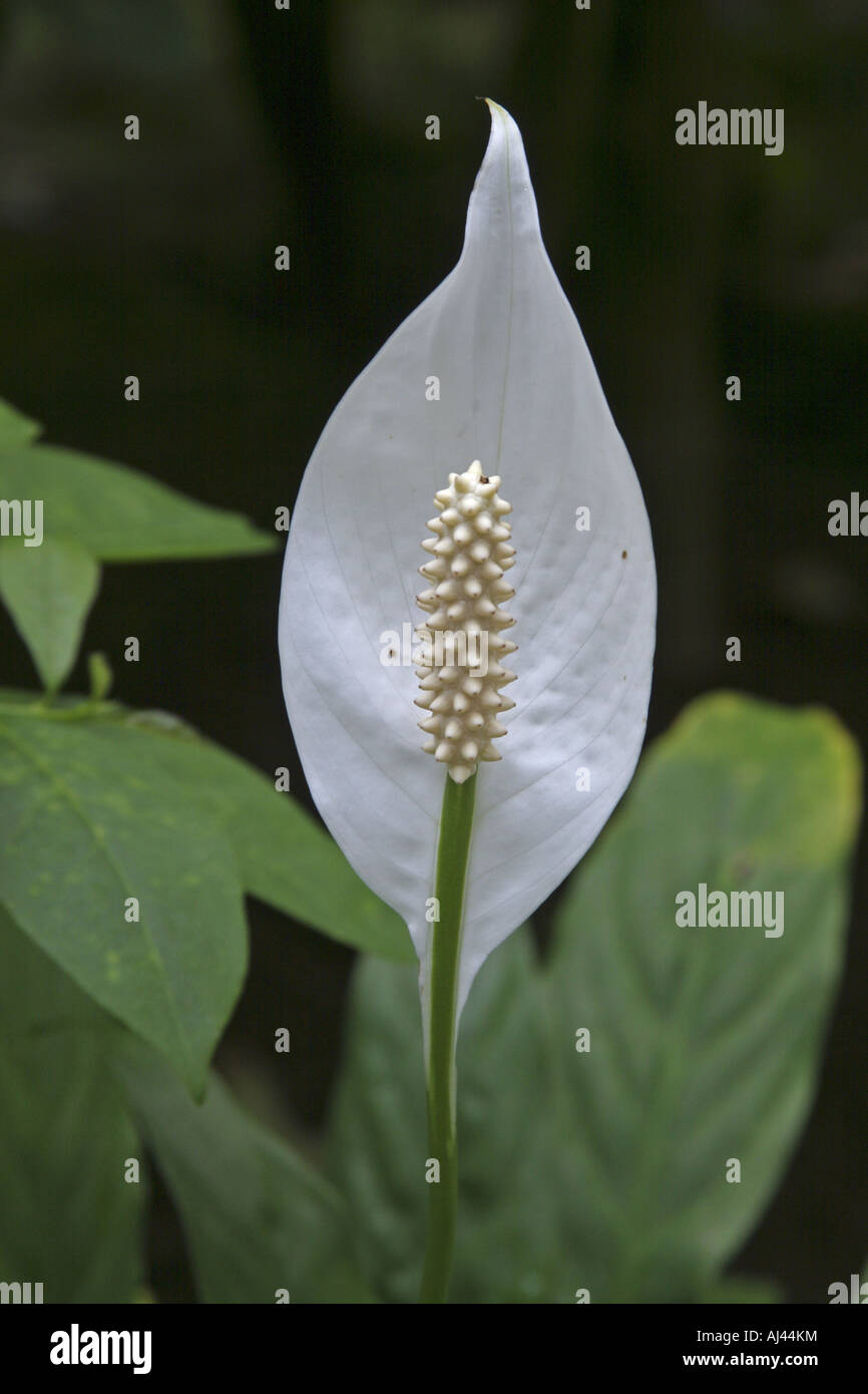 Araceae family hi-res stock photography and images - Alamy