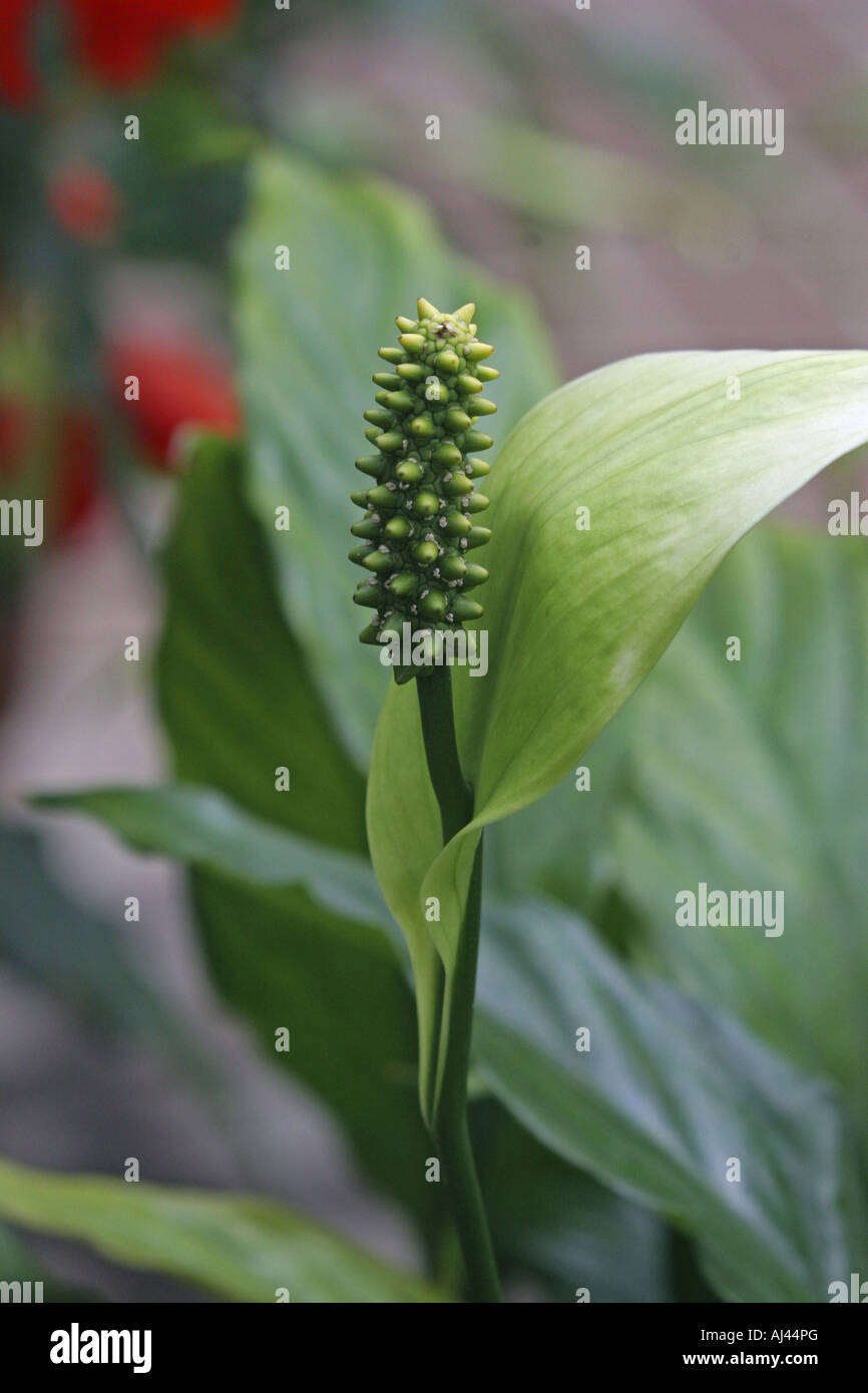 Araceae family hi-res stock photography and images - Alamy