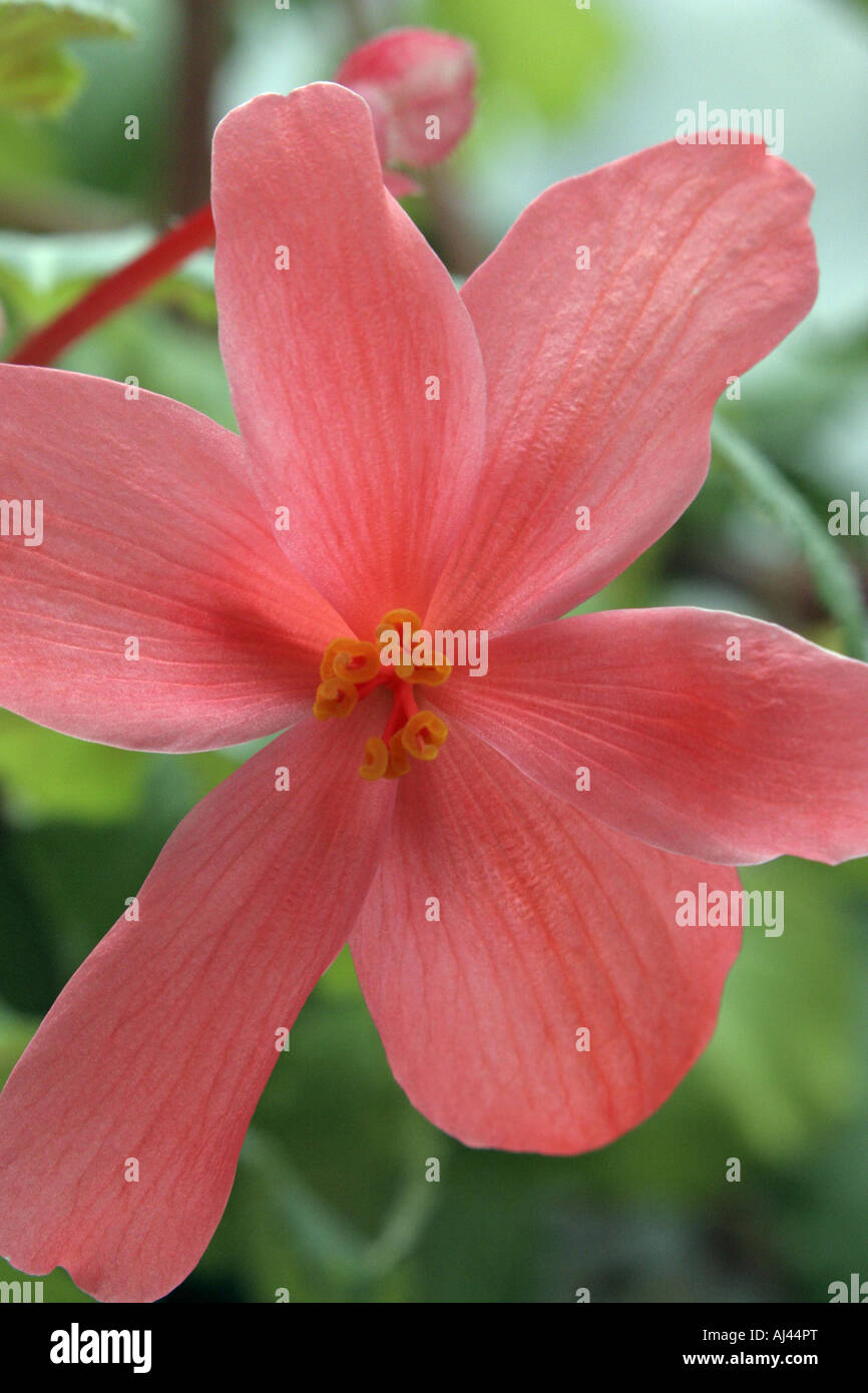 Begonia Jindai Botanical Garden Tokyo Japan Stock Photo - Alamy