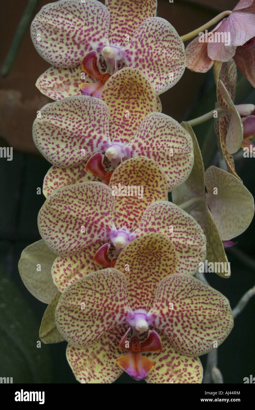 Moth orchids Phalaenopsis Stock Photo - Alamy