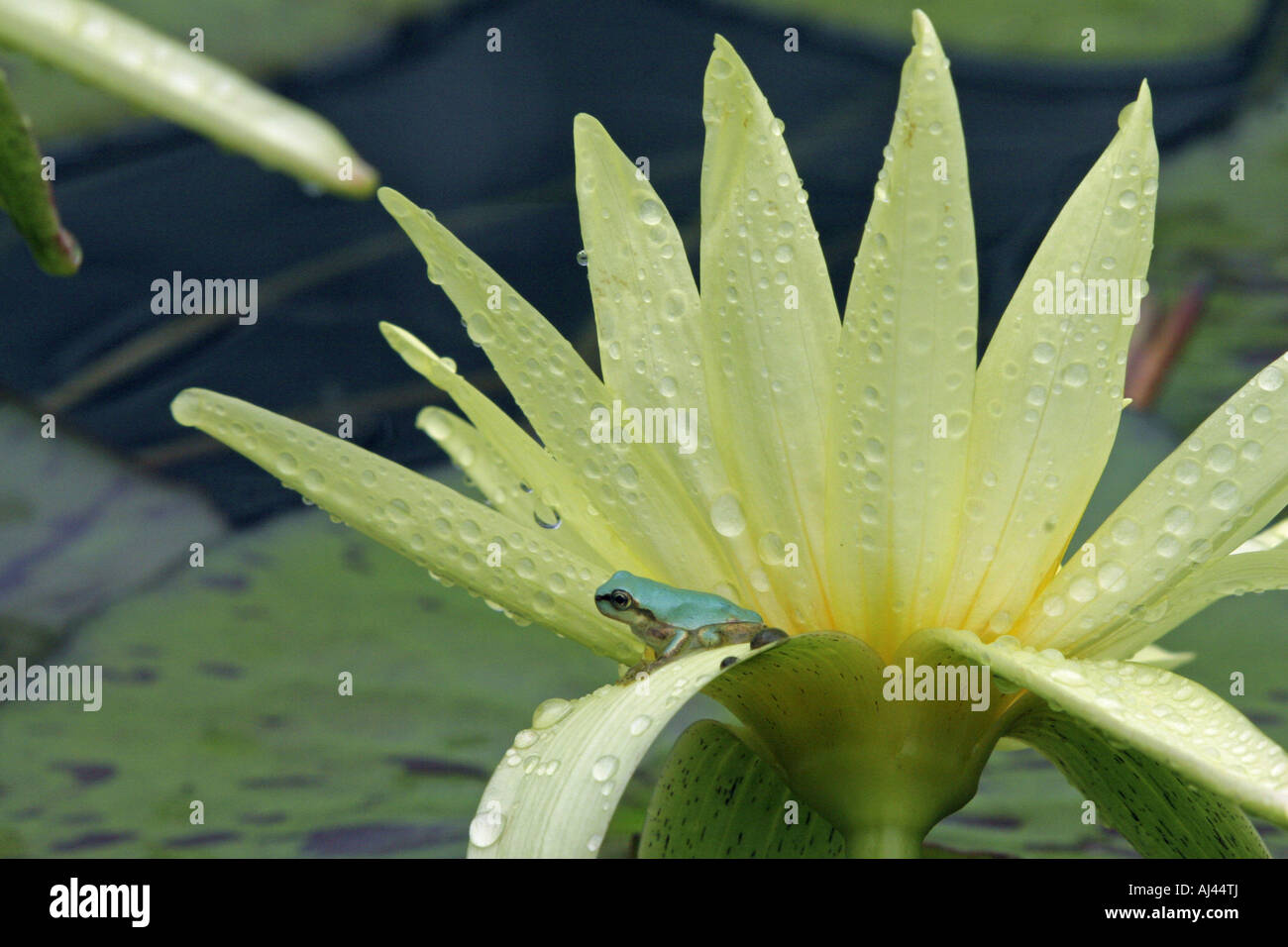 A Frog on a Water Lily Jindai Botanical Garden Tokyo Japan Stock Photo ...