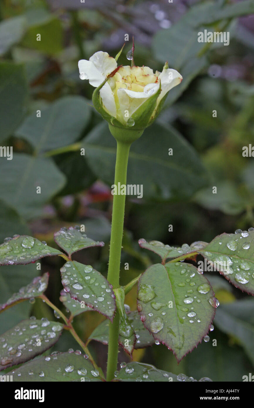 Raindrops on Rose flower and leaves in a garden Japan Stock Photo - Alamy