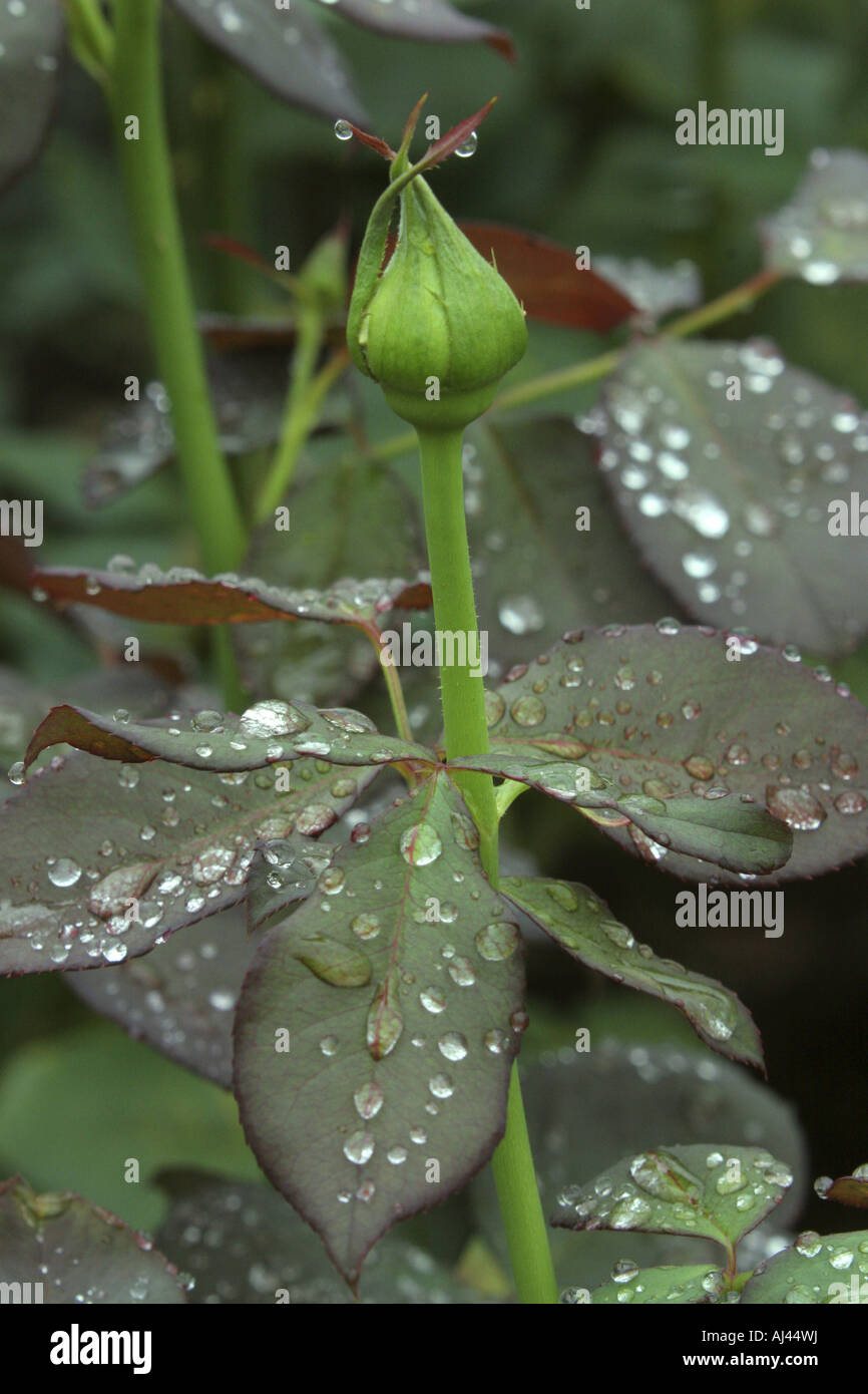 Raindrops on Rose flower and leaves in a garden Japan Stock Photo - Alamy