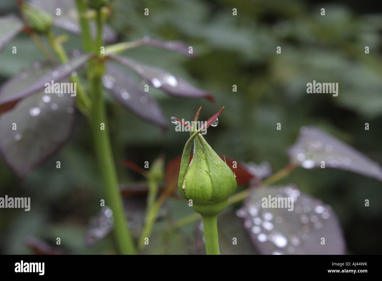 Raindrops on Rose flower and leaves in a garden Japan Stock Photo - Alamy