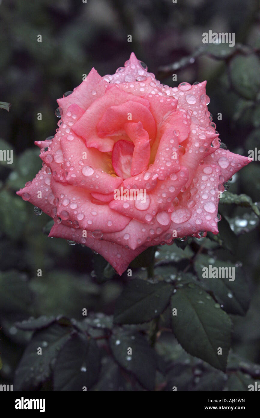 Raindrops on Rose flower and leaves in a garden Japan Stock Photo - Alamy