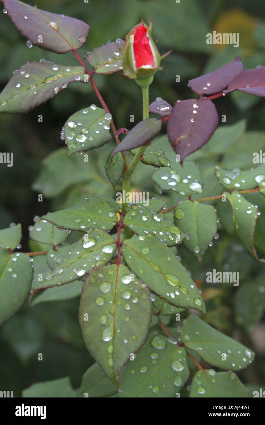 Raindrops on Rose flower and leaves in a garden Japan Stock Photo - Alamy