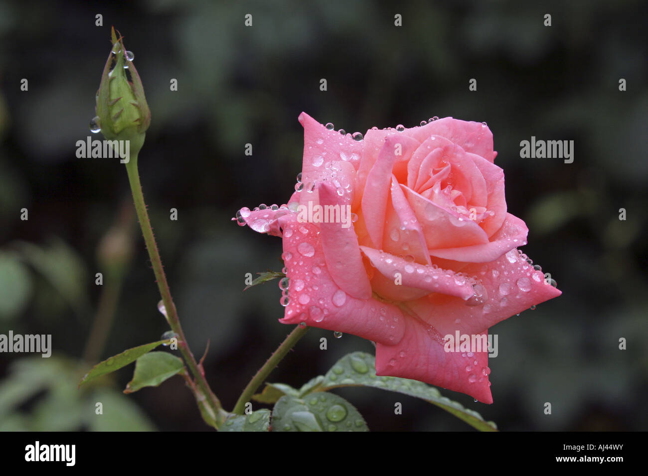 Raindrops on Rose flower and leaves in a garden Japan Stock Photo - Alamy
