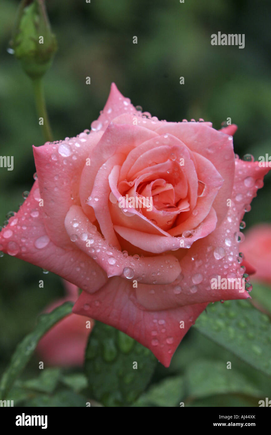 Raindrops on Rose flower and leaves in a garden Japan Stock Photo - Alamy