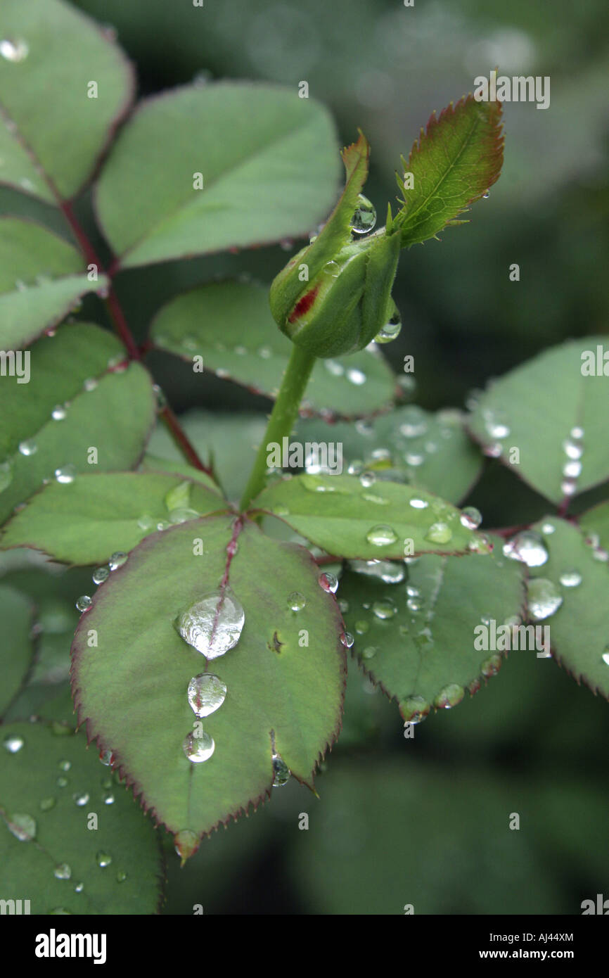 Raindrops on Rose flower and leaves in a garden Japan Stock Photo - Alamy