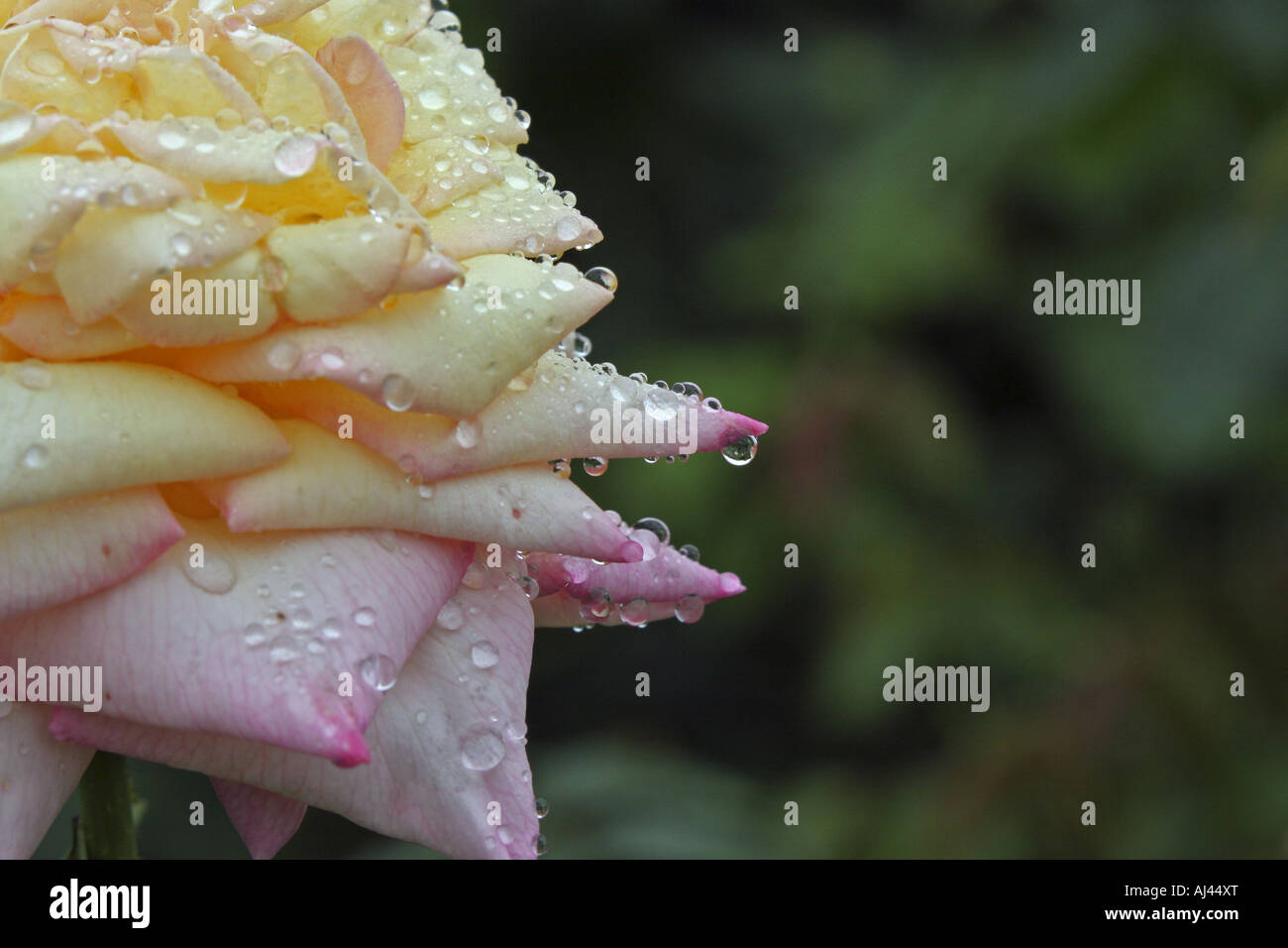 Raindrops on Rose flower and leaves in a garden Japan Stock Photo - Alamy