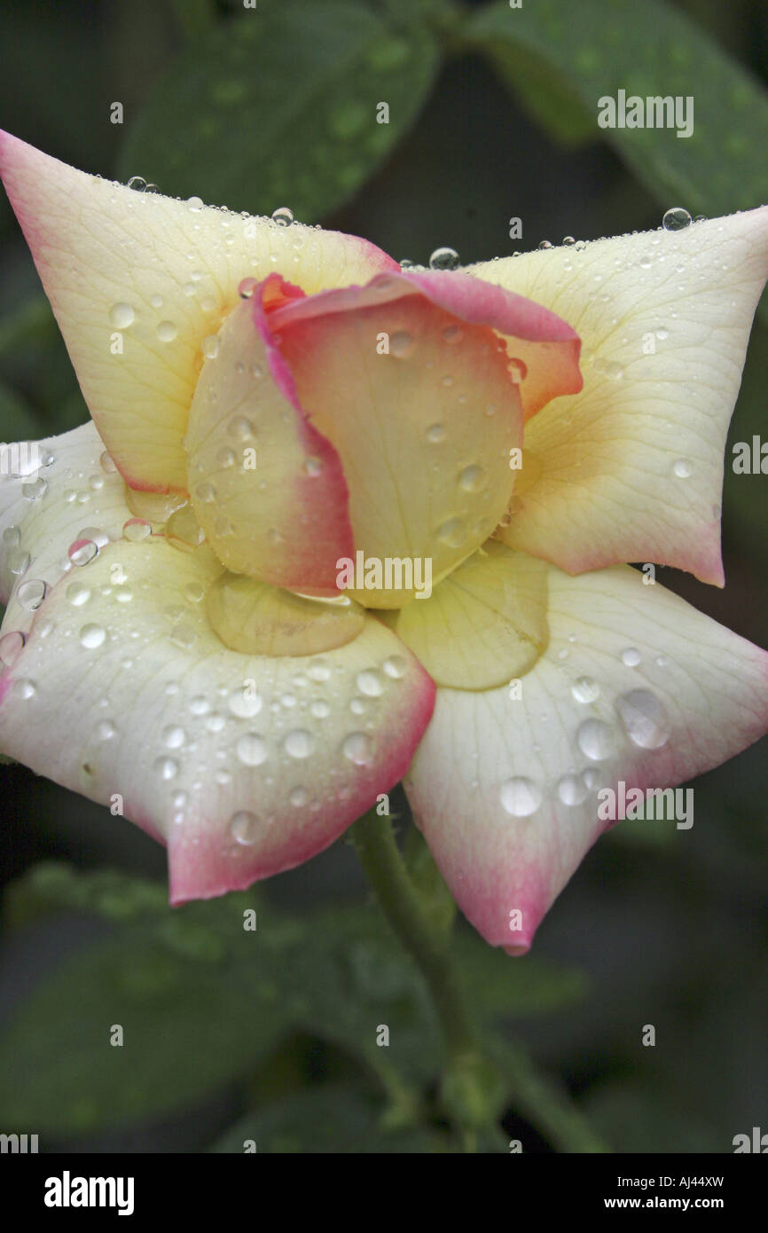 Raindrops on Rose flower and leaves in a garden Japan Stock Photo - Alamy