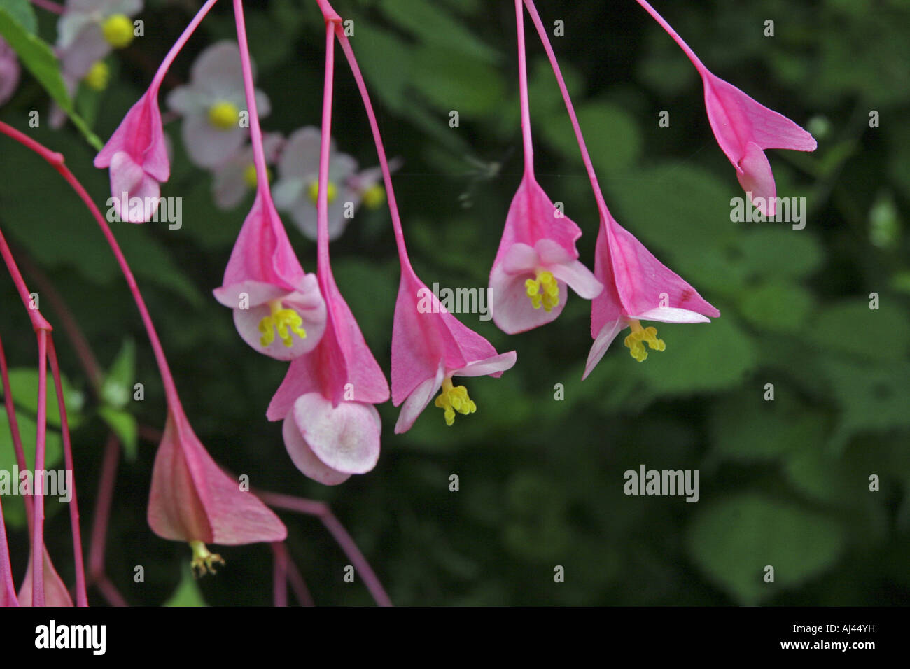 Begonia begonia grandis evansiana hi-res stock photography and images ...