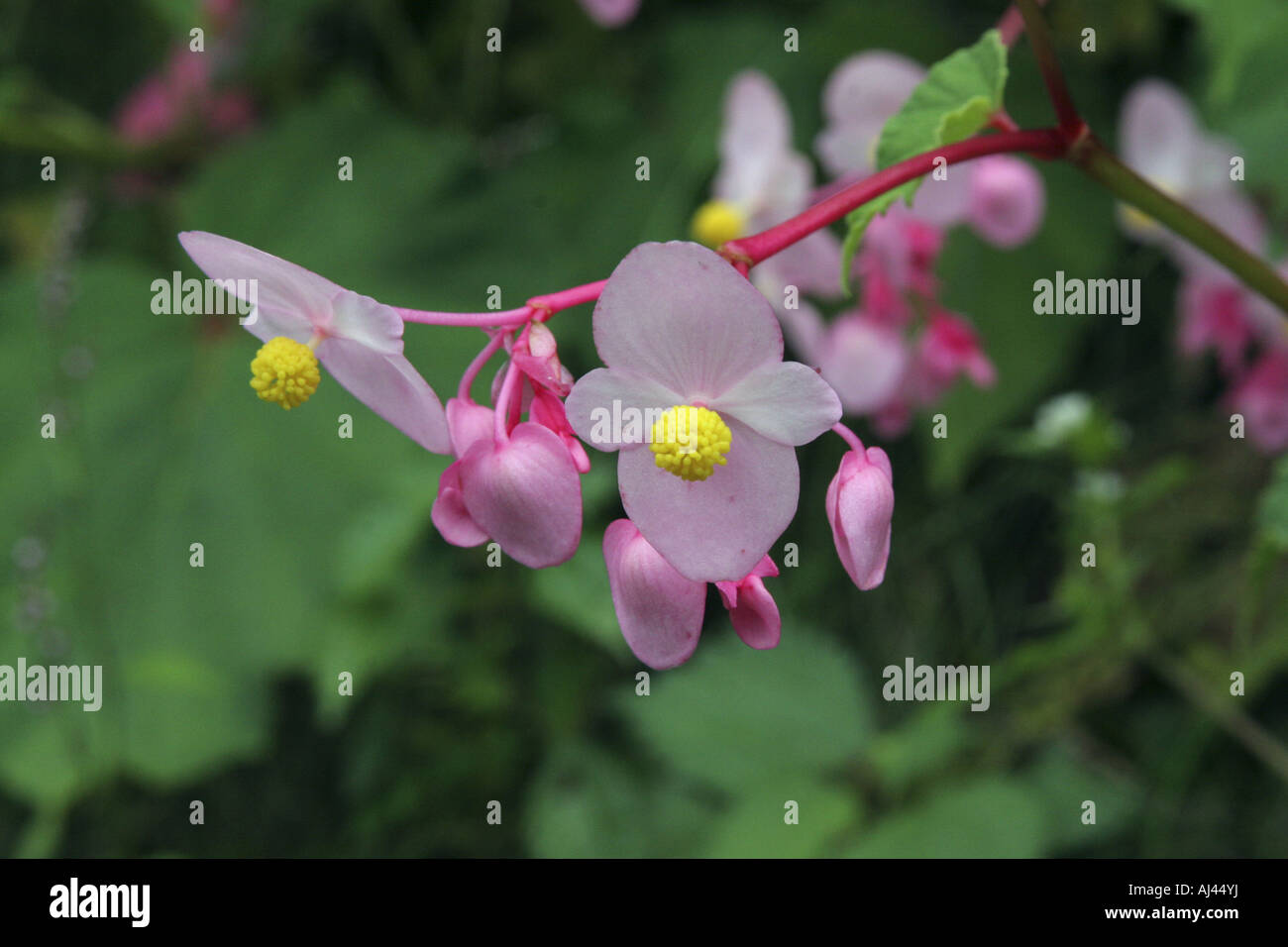 Hardy Begonia Tokyo Japan Stock Photo - Alamy