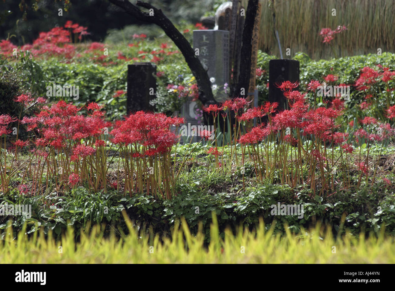 Red Spider Lilly in a Countryside of Japan Stock Photo - Alamy