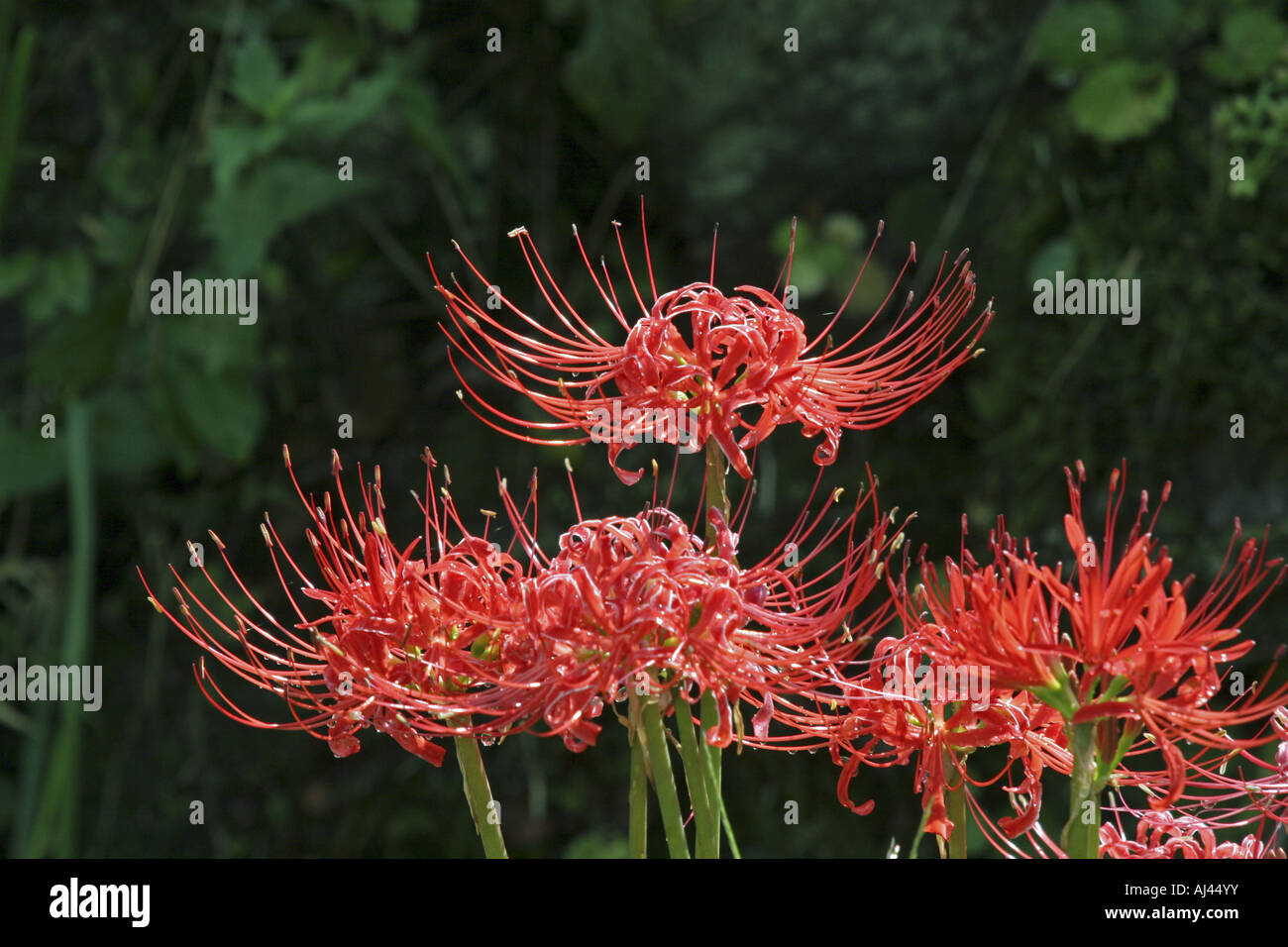 Red Spider Lilly in a Countryside of Japan Stock Photo - Alamy