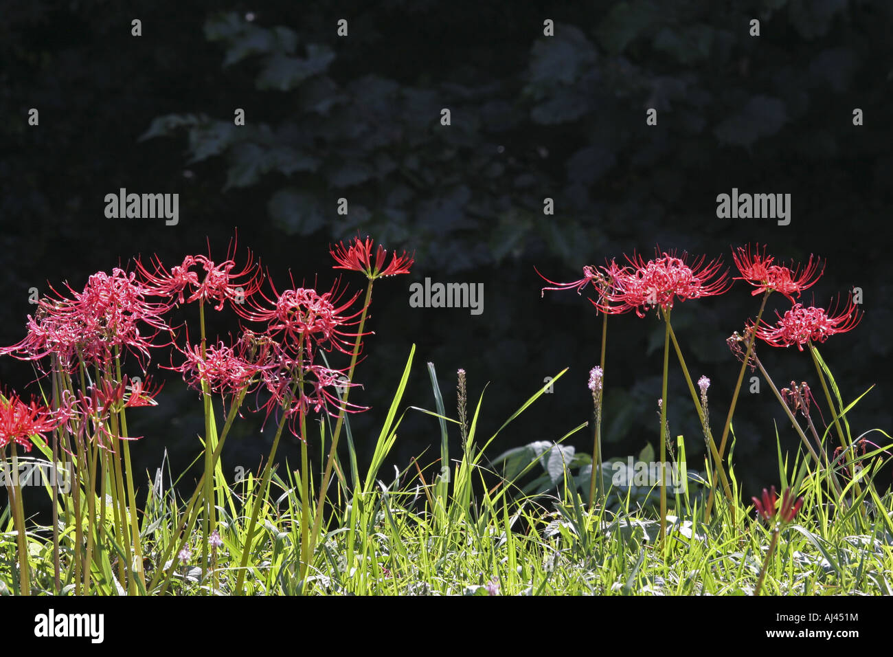 Red Spider Lilly in a Countryside of Japan Stock Photo - Alamy