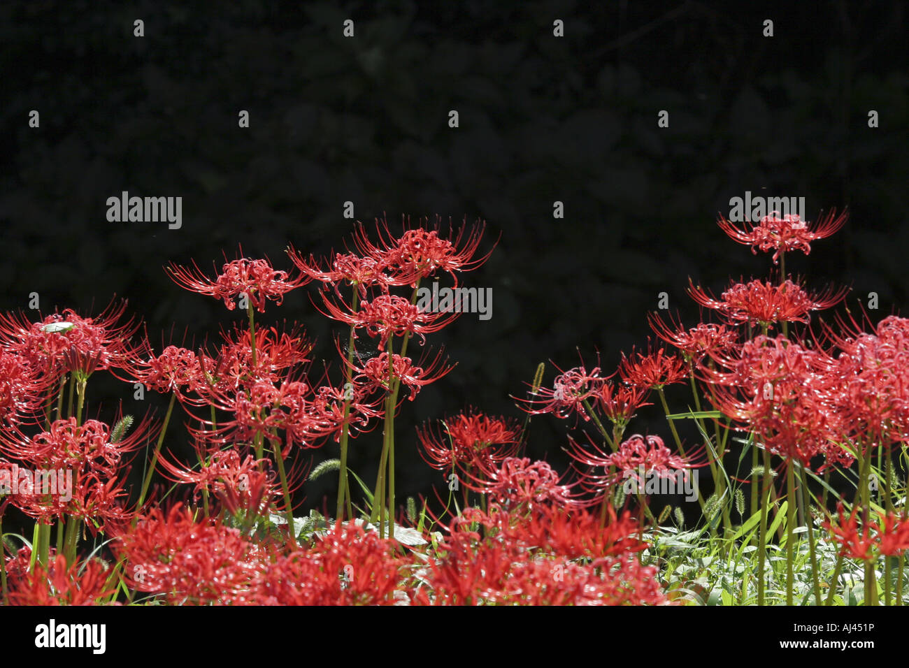 Red spider lilly hi-res stock photography and images - Alamy
