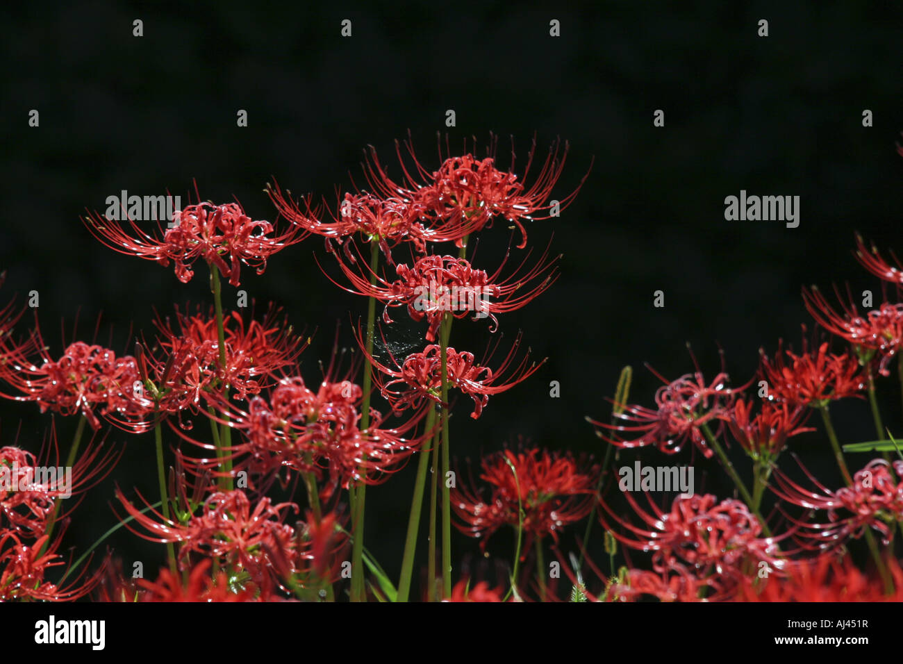 Red Spider Lilly in a Countryside of Japan Stock Photo - Alamy
