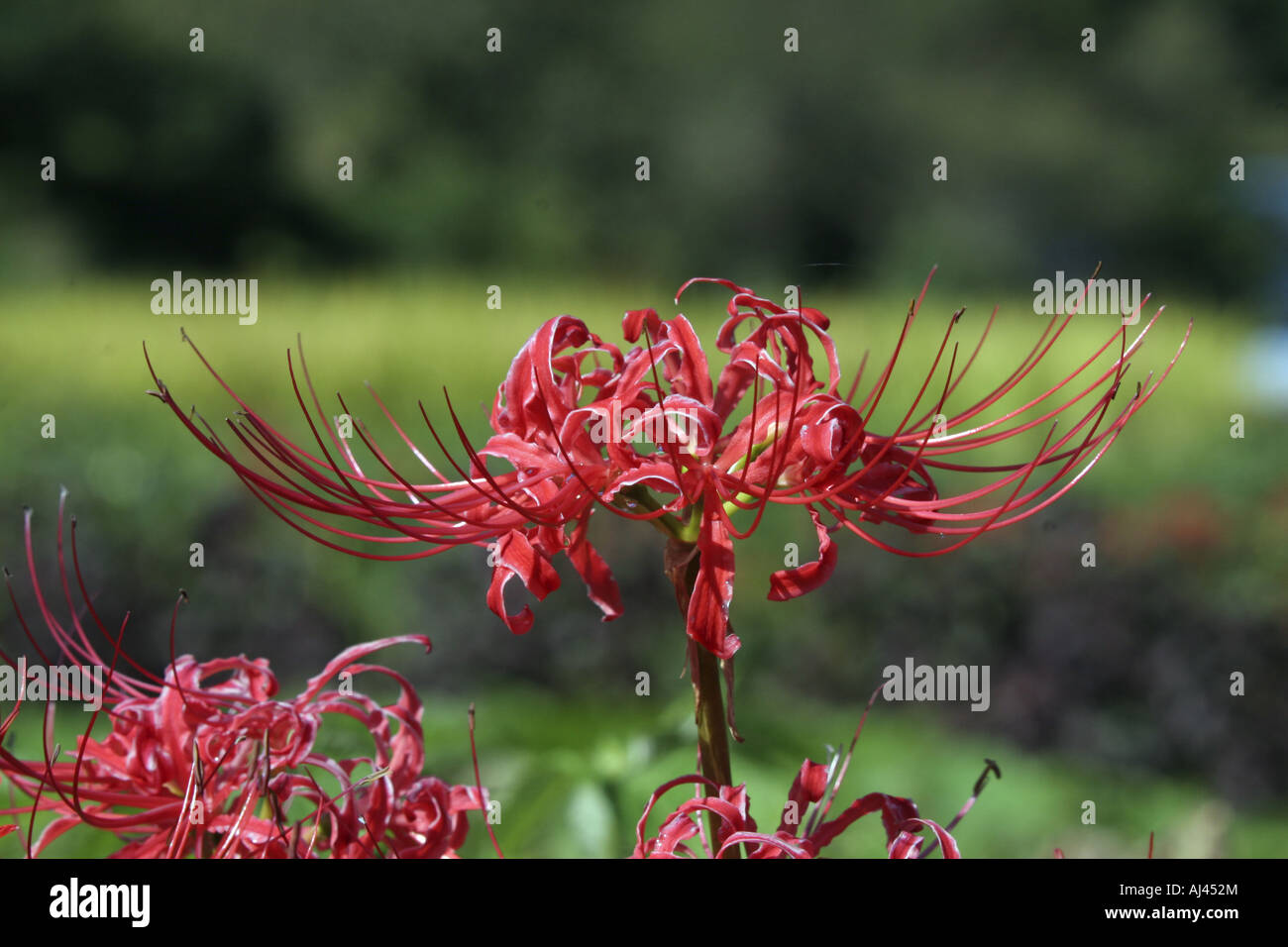 Red Spider Lilly in a Countryside of Japan Stock Photo - Alamy