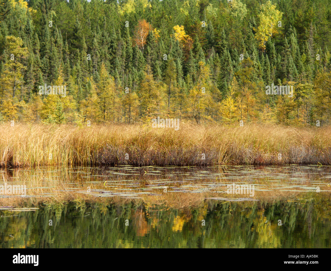 Reflections, Louse River, Boundary Waters Canoe Area Wilderness ...