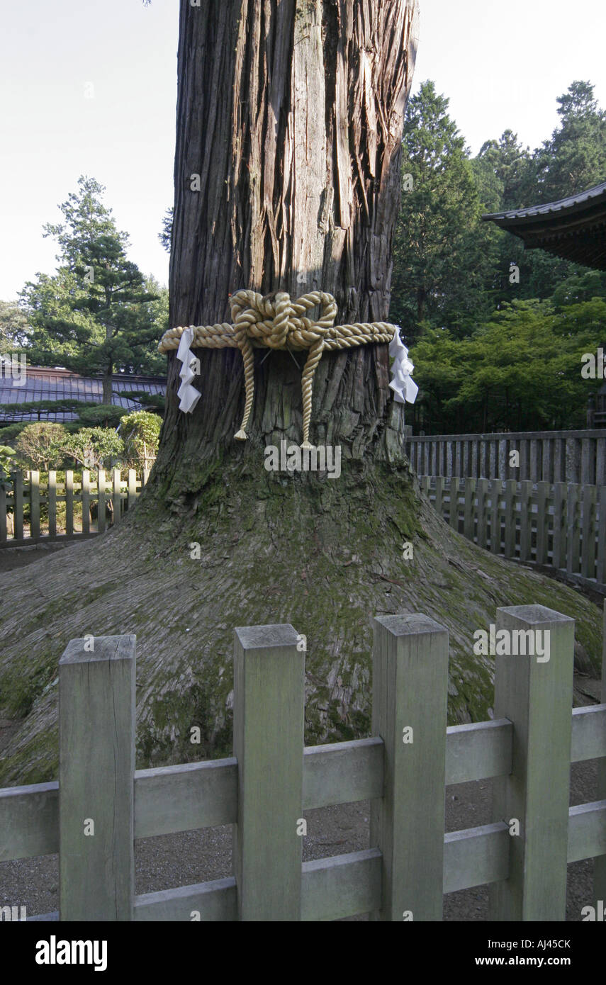 The Sacred Tree at Fuji Sengen Shrine Fujiyoshida city Yamanashi Japan ...